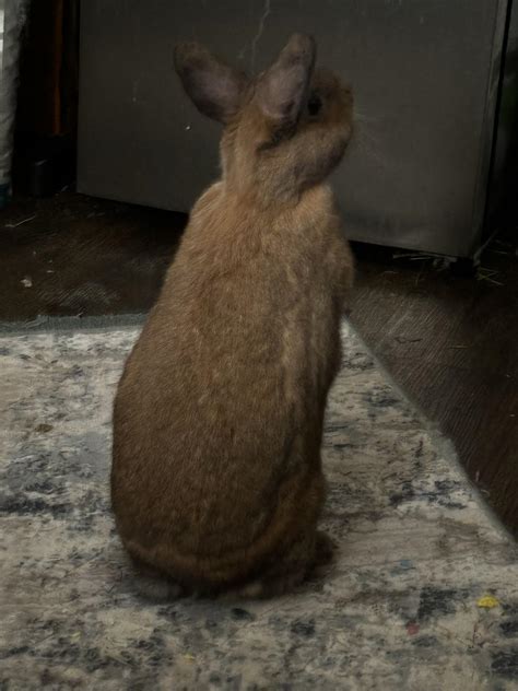 Bunnies Standing Up