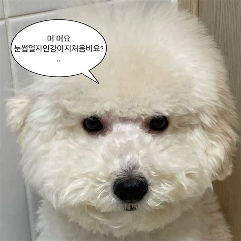 하찮은 강아지 짤 강아지