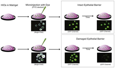 Hpsc Derived Lung And Intestinal Organoids As Models Of Human Fetal