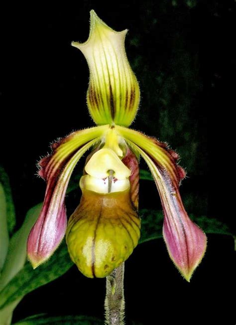 10 Rarest Orchids In The World Rarest Org