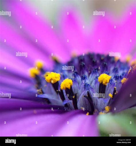 Lateral Macro View Of An Osteospermum Fructicosum Flower Stock Photo
