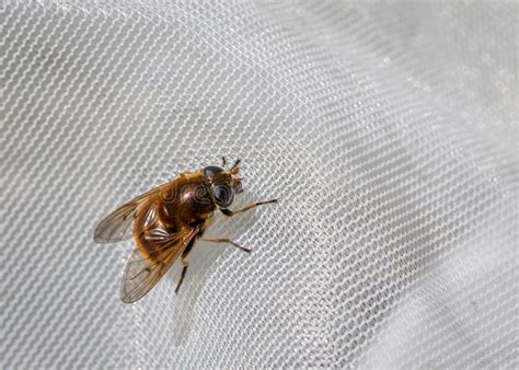 Hoverfly Cheilosia Chrysocoma Female Caught In A Net For Science Stock Image Image Of Fauna