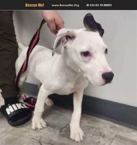 ADOPT 24031900093 American Staffordshire Terrier Rescue Danville IL