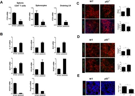 Corrigendum PTEN Ameliorates Autoimmune Arthritis Through Down