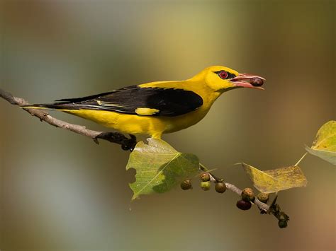 Indian Golden Oriole Oriolus Kundoo Birds Of The World