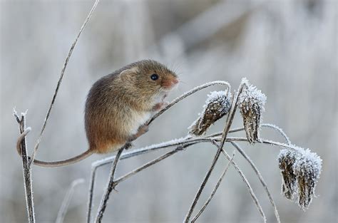 Nervous System May Play Role In Severe Allergic Reactions Science Aaas