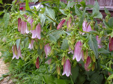 Колокольчик Такесима (Campanula tacesima) - купить саженцы в Минске