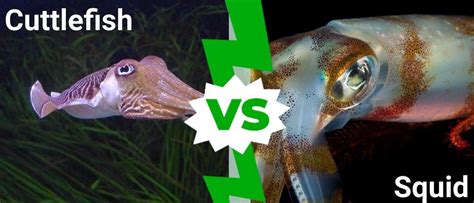 Cuttlefish Vs Squid What Are The Differences A Z Animals