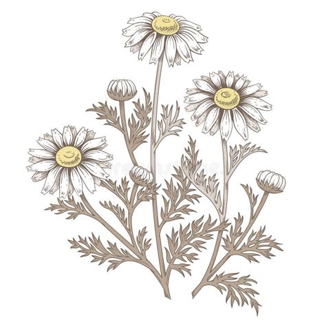 Flores Bordadas De La Manzanilla En Un Fondo Marrón Ilustraci n Del