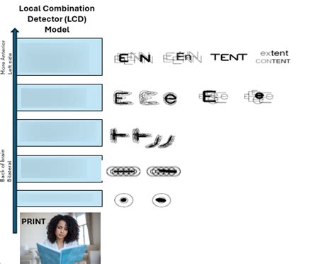 Local Combination Detector LCD Model Diagram Quizlet