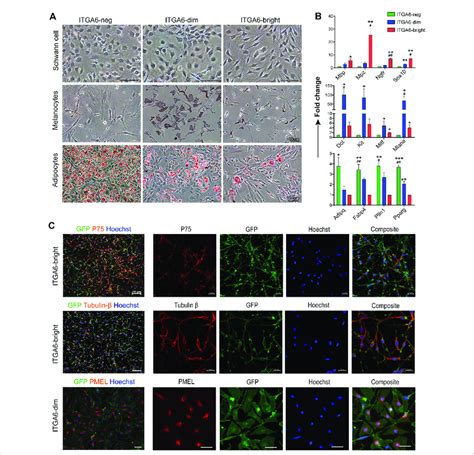 Neural Crest Derived Subpopulations Displayed Distinct Differentiation
