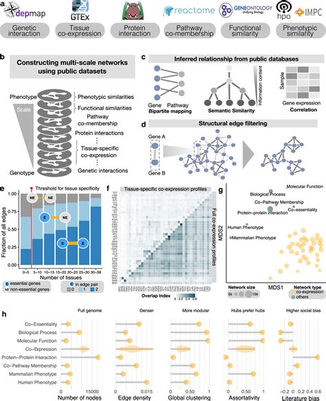 Construction And Characterization Of The Cross Scale Multiplex Download Scientific Diagram