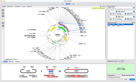The Plasmid Cloning Cycle Snapgene