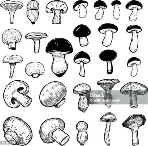 흰색 배경에 고립 된 버섯의 그림의 집합입니다 라벨 서명 배지 포스터에 대 한 디자인 요소입니다 Boletus에 대한 스톡 벡터 아트 및 기타 이미지 Istock