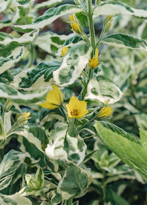 Lysimachia Punctata Alexander 2 3l Burford Garden Co