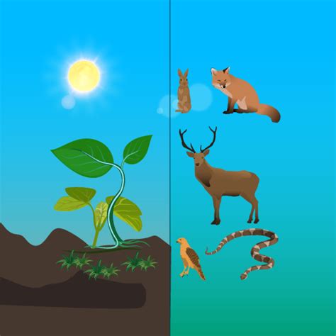 Difference Between Autotrophs And Heterotrophs Brainly Learn Biology