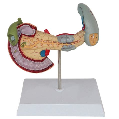 Buy Spleen Pancreaticobiliary Duodenum Pathology Model Pancreas