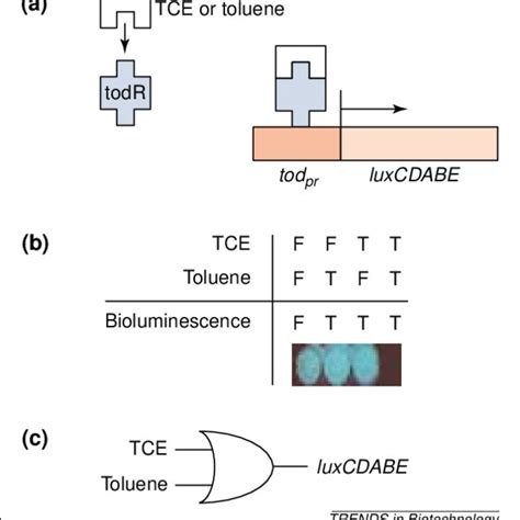 The Whole Cell Logical Or Gate Reported Here A Interaction Of Either