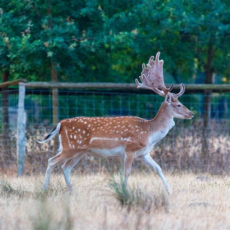 30 Types Of Deer Pictures And Identification Enjoy The Wild