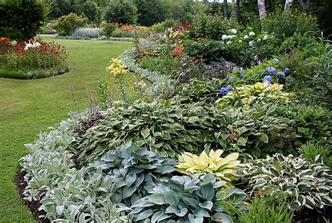 25 Bästa Lambs Ear Idéerna På Pinterest Dusty Miller Perenner Och