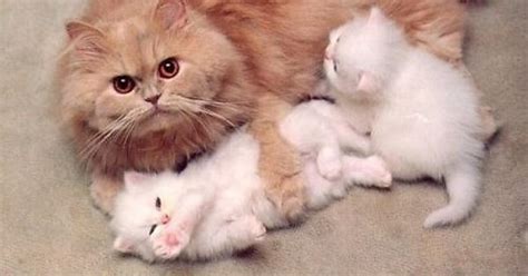 How Does An Orange Cat Give Birth To Pure White Kittens Imgur