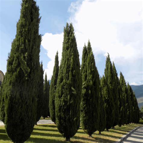 35 Types Of Coniferous Trees With Identification Pictures