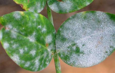 Is Mildew Black At Oralia Edwards Blog