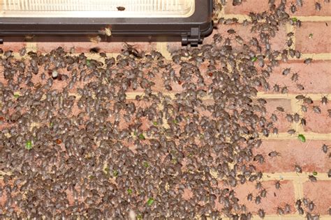 Insects In The City Stink Bug Sighting