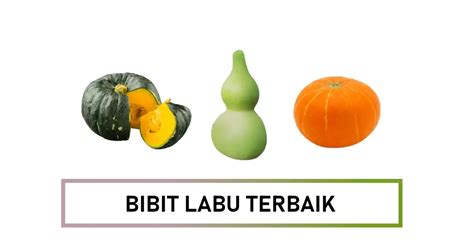 7 Jenis Bibit Labu Terbaik Labu Siam Labu Madu DLL BestList