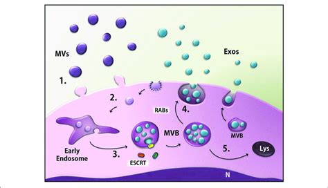 Biogenesis Of The Extracellular Vesicles Evs Evs Generally Consist