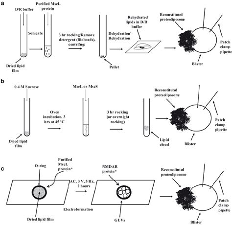 Diagram Showing Different Liposome Reconstitution Methods Used For