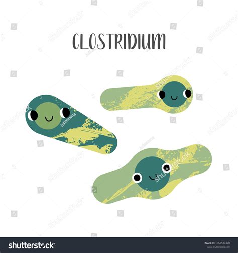 Endospore Clostridium Botulinum Over 7 Royalty Free Licensable Stock