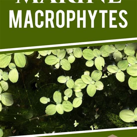 Marine Macrophytes Excelic Press
