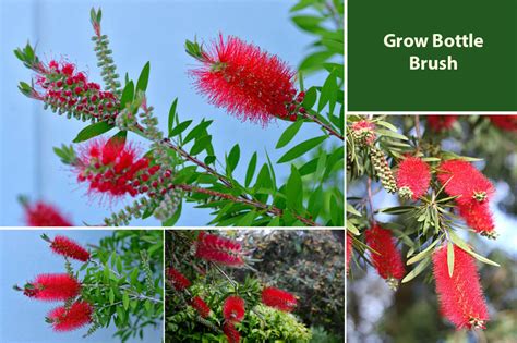 How To Propagate Bottle Brush Plant Grow It From Cuttings And Seeds