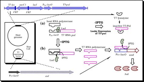The Terminator Sequence Of The T7 Promoter Genspark The Terminator Sequence Of The T7 Promoter Genspark