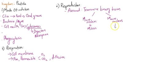 Solved Reproduces And Maintains An Example Explaining How A Protist Eats Respires And Digests
