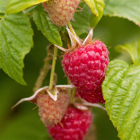 Sweet Little Sister Raspberry Rubus Tree 5ltr Potted