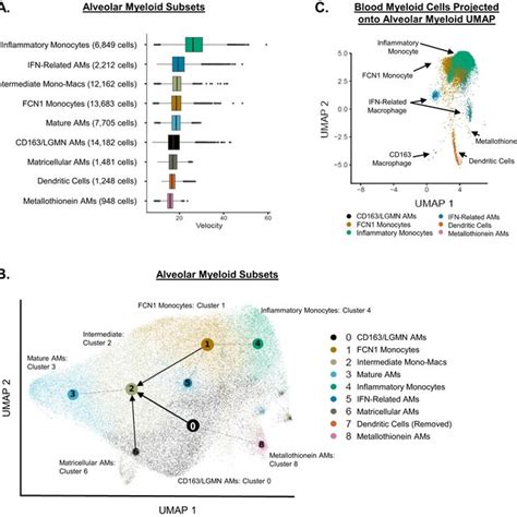 Cell Surface Protein Markers Distinguish Alveolar Monocyte And