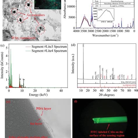 Schematic Of The Double‐antibody Sandwich Immunoassay For The Afp Using Download Scientific