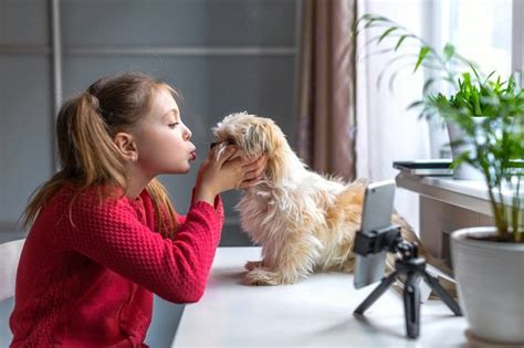 Shih Tzu Umbilical Hernia Comprehensive Guide To Symptoms Treatment