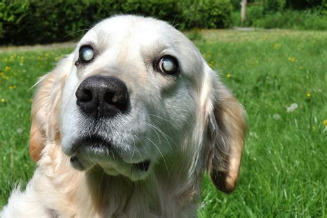 Dog Corneal Dystrophy