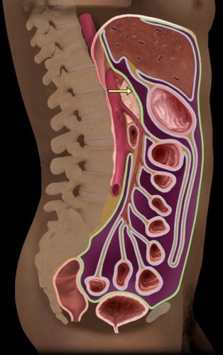 Anatomy Peritoneum Flashcards Quizlet