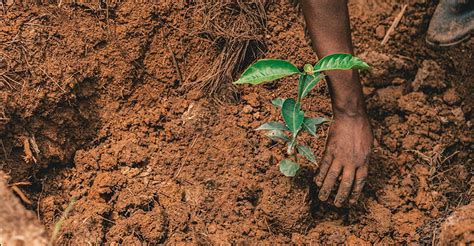 Tree Planting Wallpapers Top Free Tree Planting Backgrounds