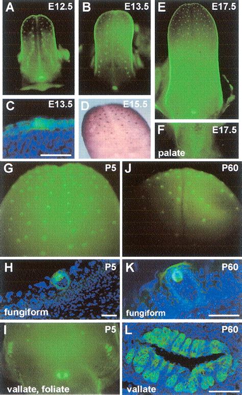 Sox2 Is Required For Development Of Taste Bud Sensory Cells