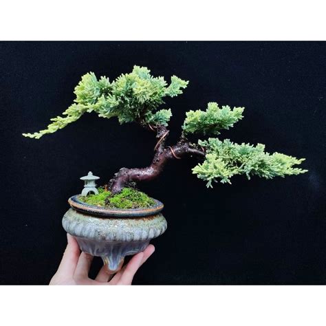木田樂 黃金圓柏 手工盆 蝦皮購物