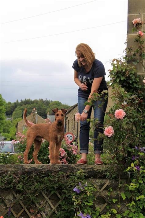Grooming Your Irish Terrier The North Of England Irish Terrier Club