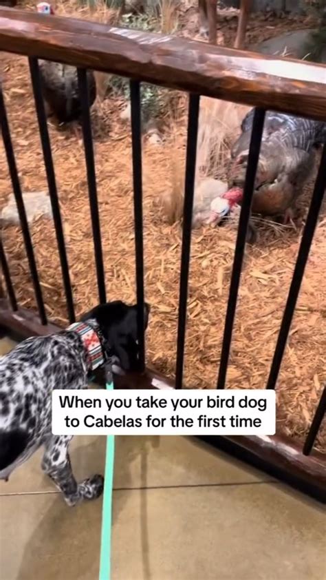 Gsp Corner™ Wonder Wut He Doin Out There Rn 🤔 🎥 Credit To Rockymtnwiggles 📲 Check Their