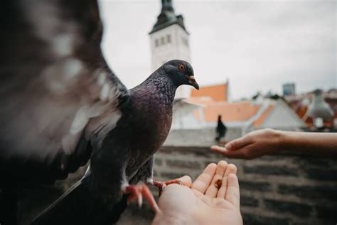 Feeding Birds Is Also A Form Of Prayer Black Lotus