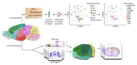 Unlocking The Mysteries Of The Mammalian Brain A Comprehensive Atlas Reveals Surprising