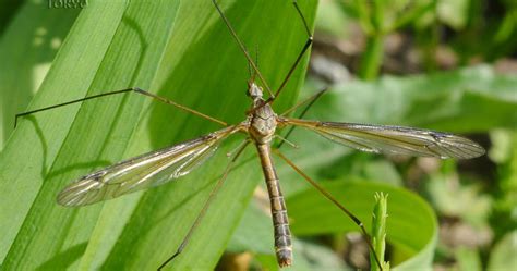 キリウジガガンボ Rice Crane Fly 水元公園の生き物